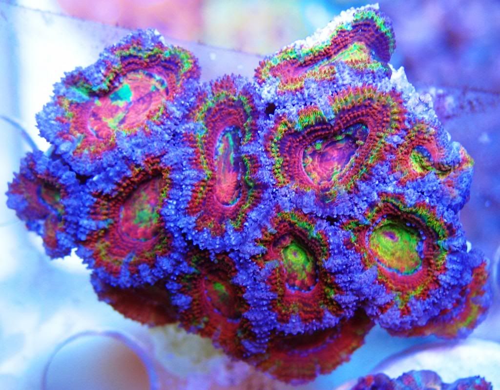 FS: Wicked Acan Frag Pack | Reef2Reef
