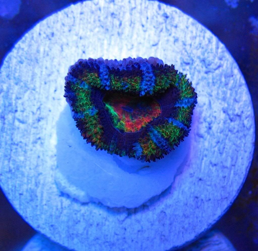 FS: Wicked Acan Frag Pack | Reef2Reef