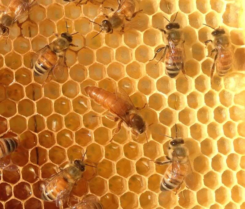 Finding Mite Resistance - The Journey | Beesource Beekeeping Forums