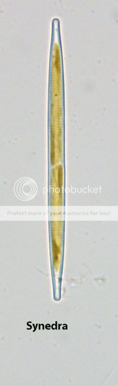 Brown Diatom ID and pics | The Planted Tank Forum