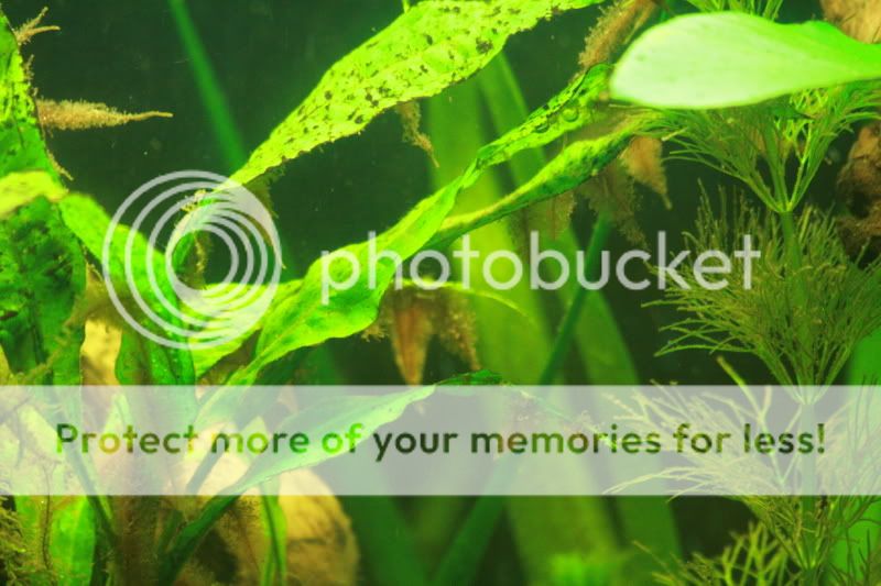 Strange gall/parasite on Java Fern | The Planted Tank Forum