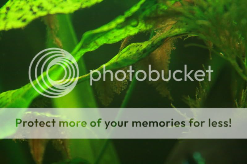 Strange gall/parasite on Java Fern | The Planted Tank Forum