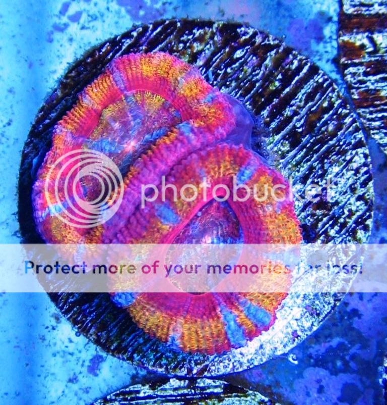 Acans Acans Acans the collection journey | Page 14 | Reef Central ...