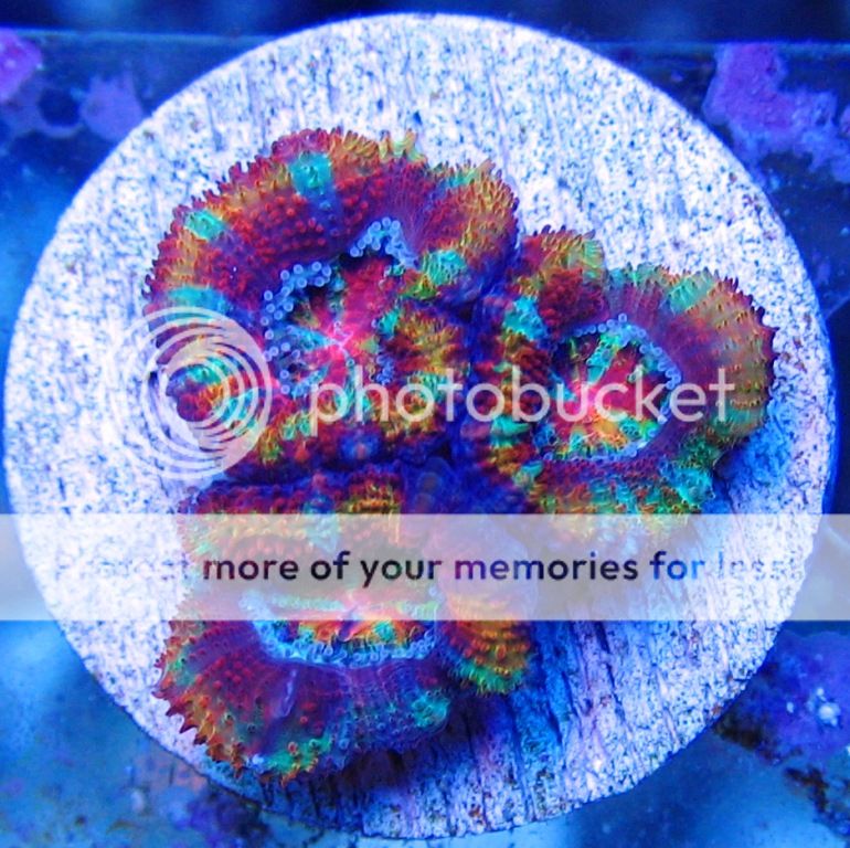 Acans Acans Acans the collection journey | Page 14 | Reef Central ...