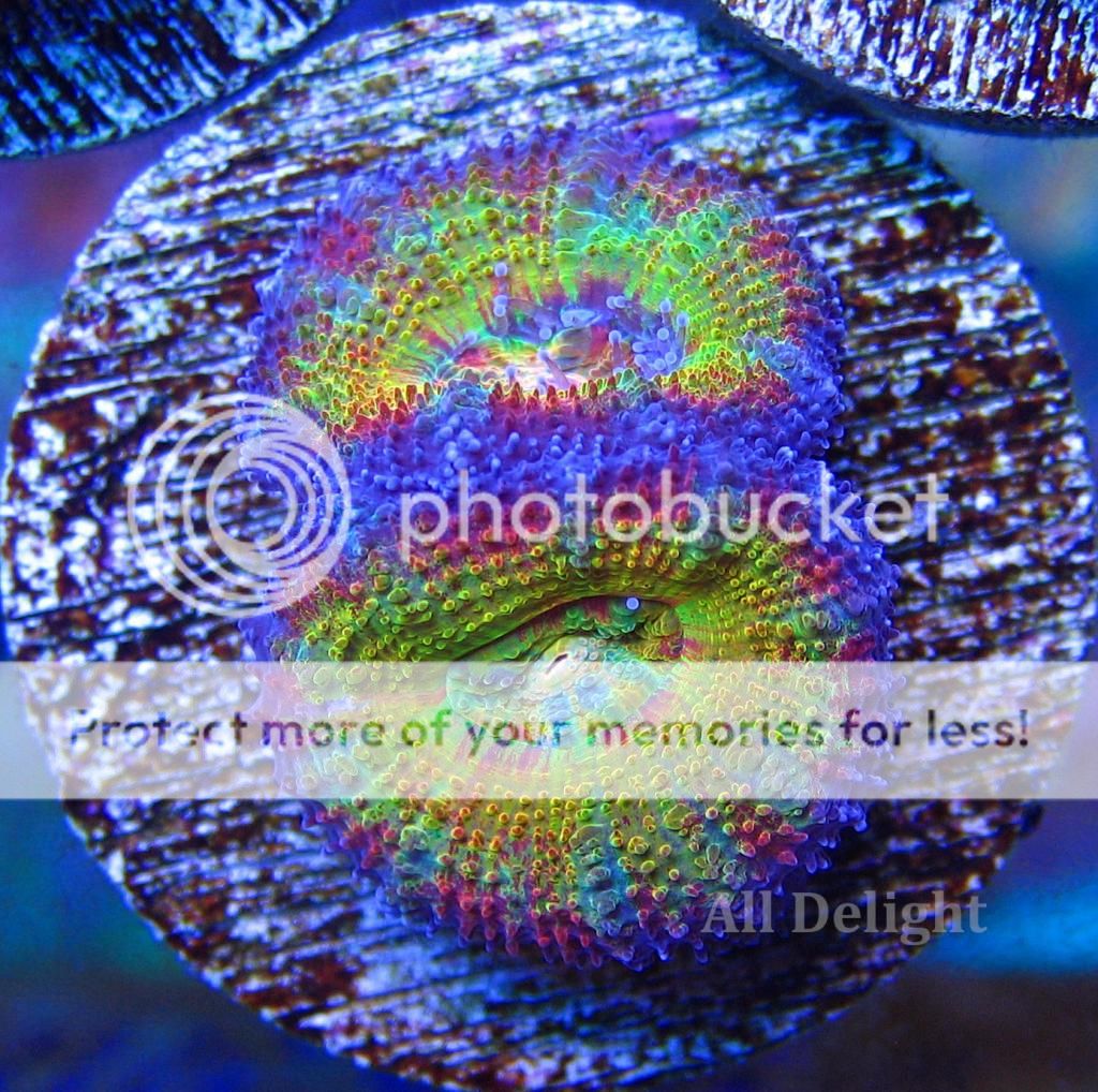 Yellow Acans? | Reef2Reef