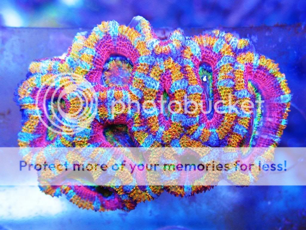 Acans Acans Acans the collection journey - Page 9 - Reef Central Online ...