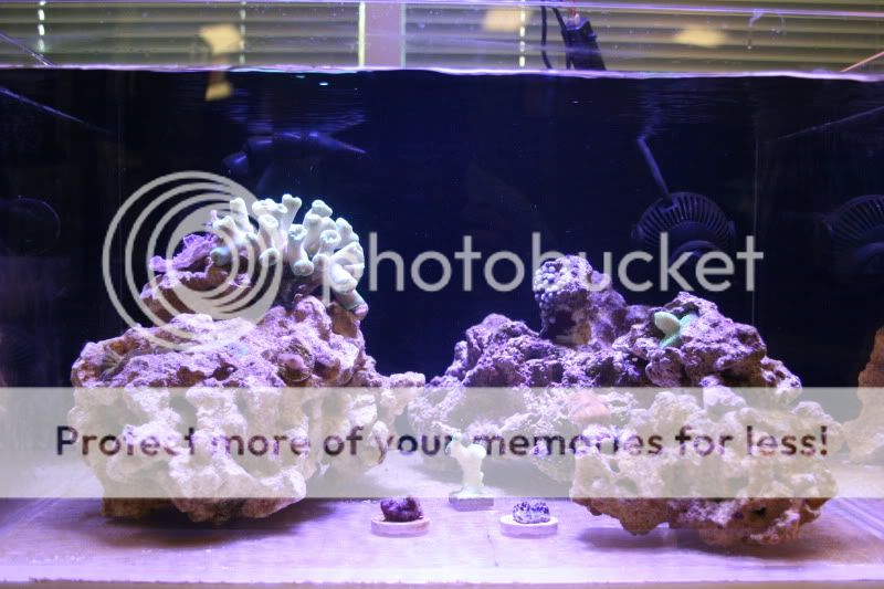 Nano Build - yerboy's 15 gallon rimless office tank | Reef2Reef