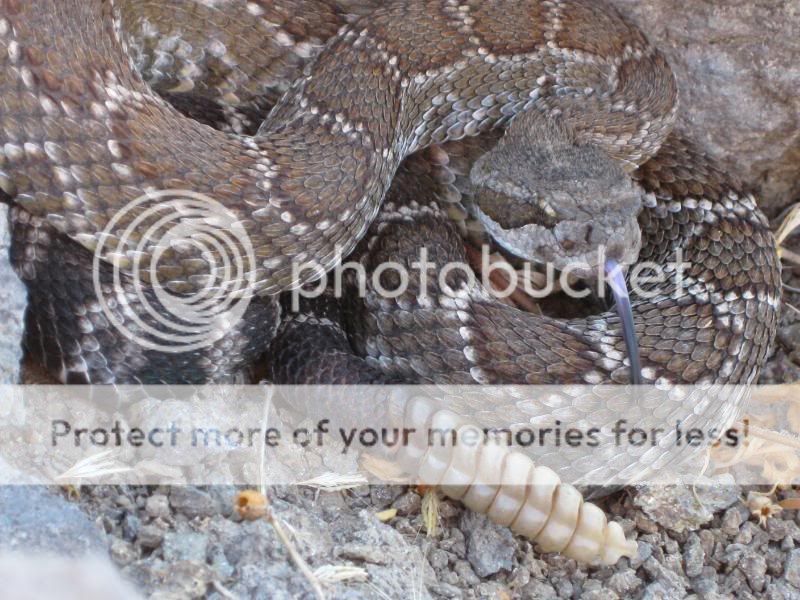 It's not the camera..... - Field Herp Forum