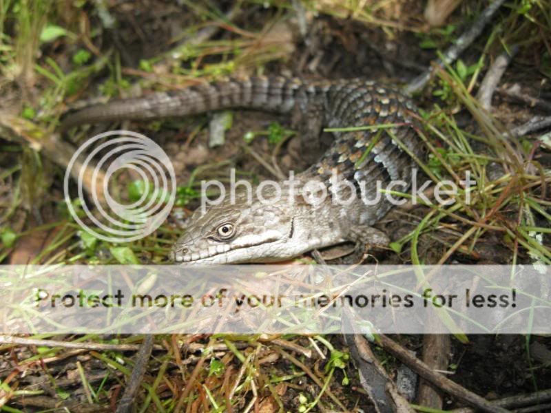 It's not the camera..... - Field Herp Forum