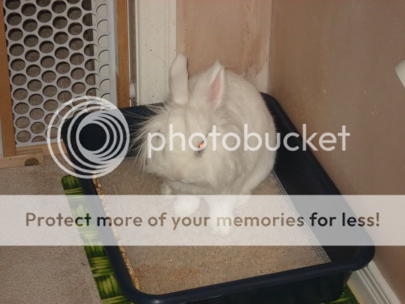 Screens That Sit On Top Of Litter Box | Rabbits Online Pet Rabbit ...