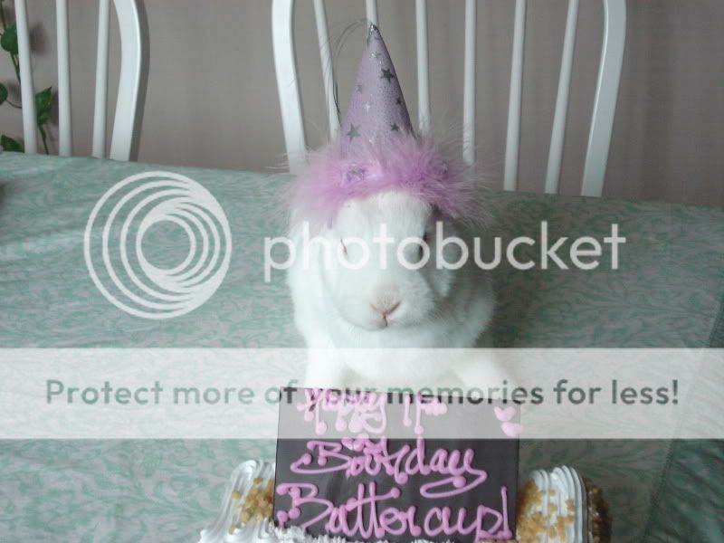 What do you do for your rabbit's birthday? | Rabbits Online Pet Rabbit ...