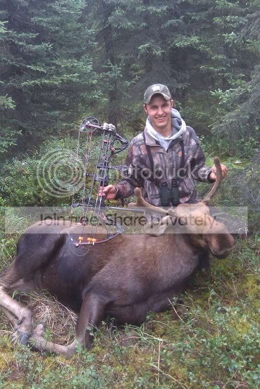 Early moose success! | Archery Talk Forum