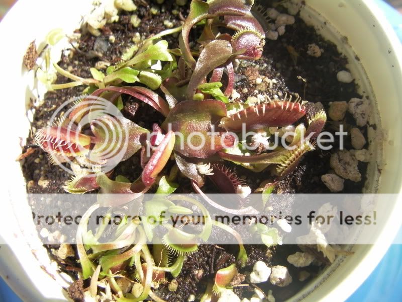 New VFTs! - FlyTrapCare Forums