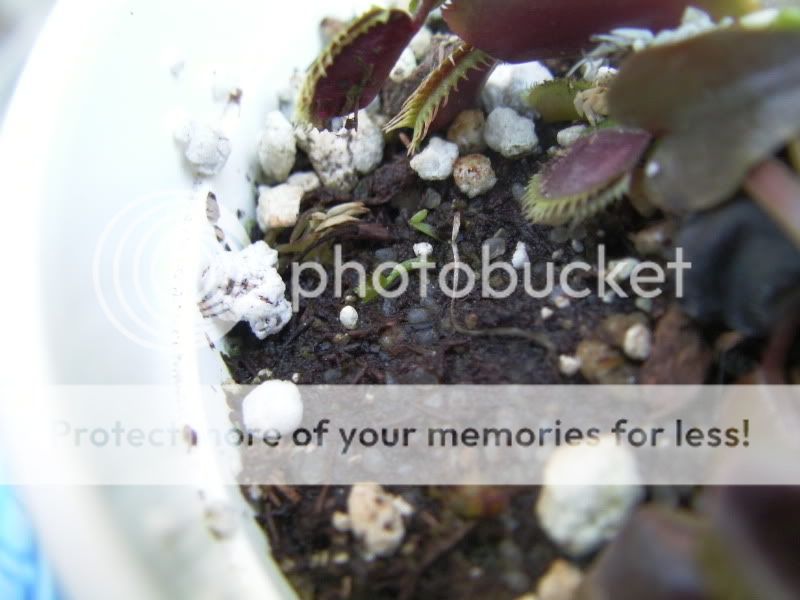 New VFTs! - FlyTrapCare Forums