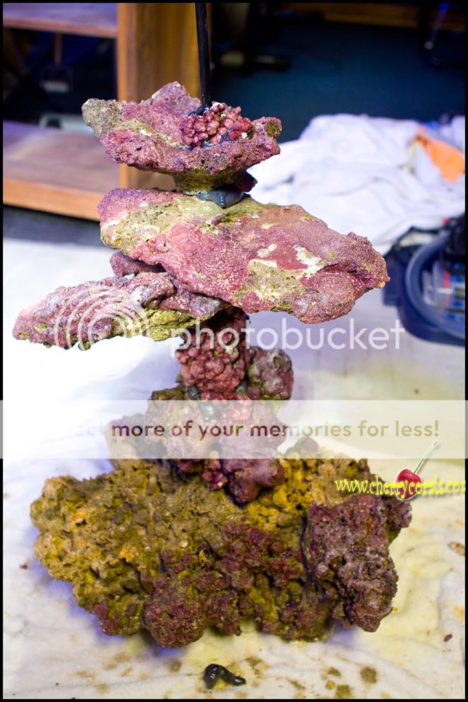 Acro76's 60 Gallon Cube Tank Build!