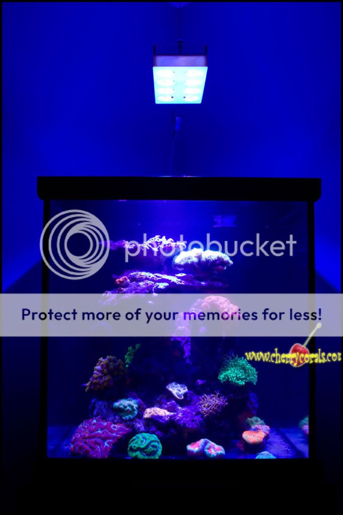 Acro76's 60 Gallon Cube Tank Build!