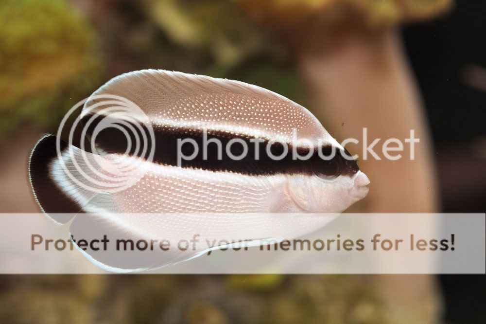 Hawaiian Bandit Angels | REEF2REEF Saltwater and Reef Aquarium Forum