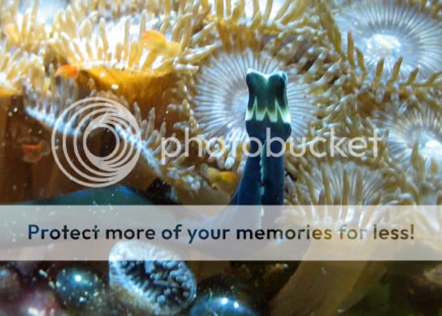 Bizzare Hitchhiker...Ribbon Worm | Michigan Reefers