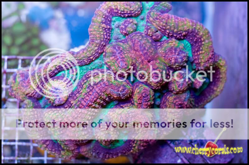 Show Size Rainbow Lobo! | REEF2REEF Saltwater and Reef Aquarium Forum