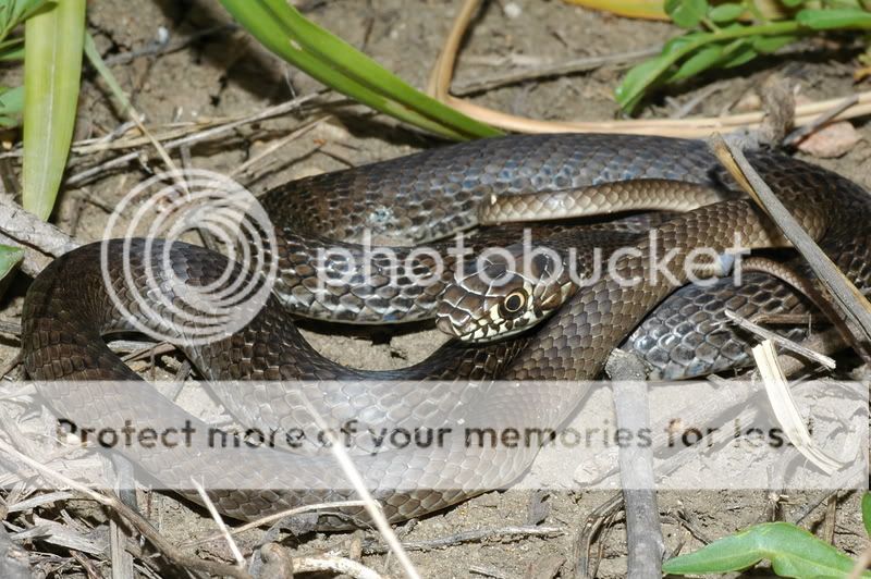 Some DFW Snakes - Field Herp Forum