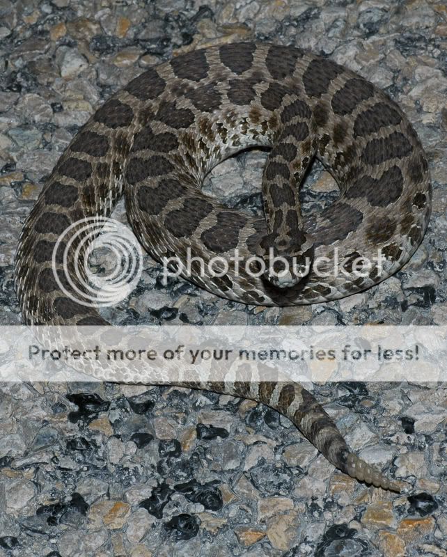 Some DFW Snakes - Field Herp Forum