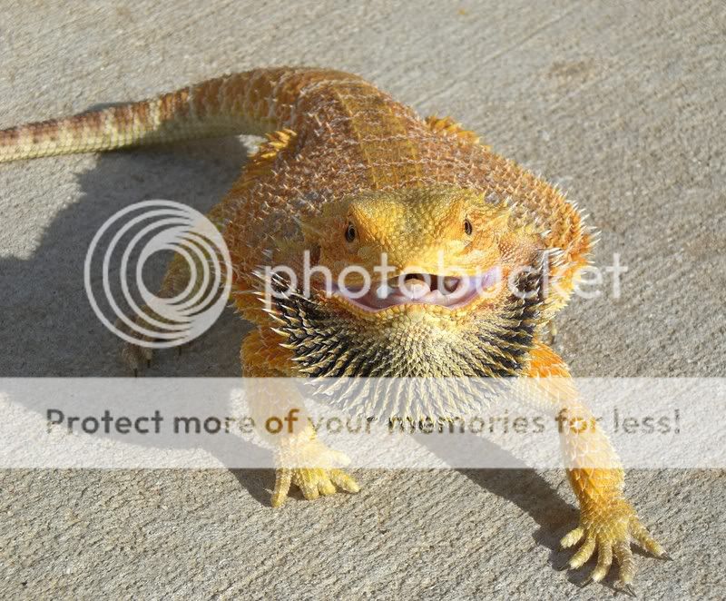 Rex my angry bearded dragon | Chameleon Forums