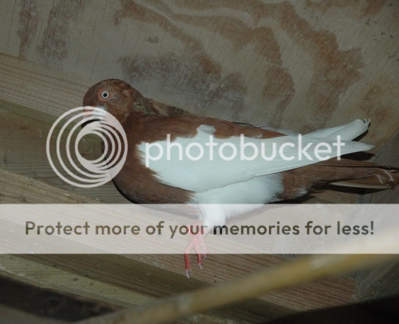 In pursuit of recessive red | Pigeon-Talk