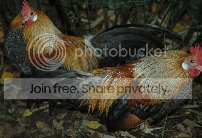 Crele Bantam Chickens | Page 2 | BackYard Chickens - Learn How to Raise ...