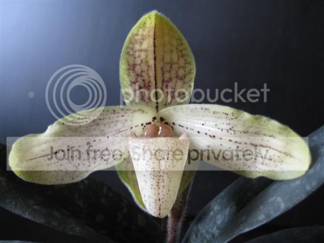 Paph concolor var. longipetalum | Slippertalk Orchid Forum