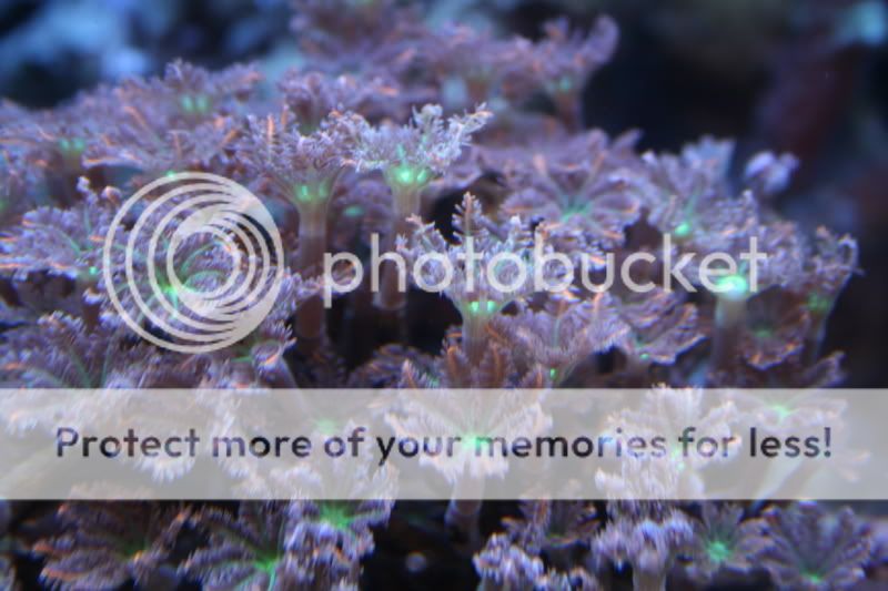 Orange Tipped Clove polyps + Tubs Blue Colony - Livestock Classifieds ...