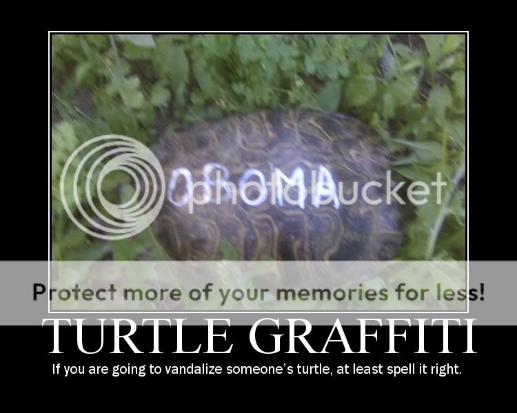 My turtle was vandelized by the brain-trusts at work...with pic. - AR15.COM