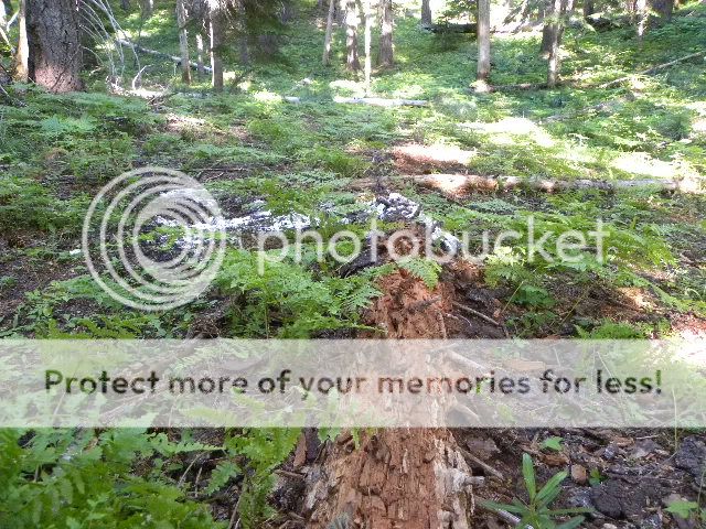 Anyone ever use "BUCK JAM" | IFish Fishing Forum