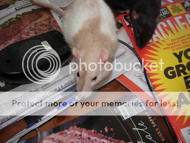 Buddy- Hard Lump On Face | The Rat Shack - Pet Rat Forum