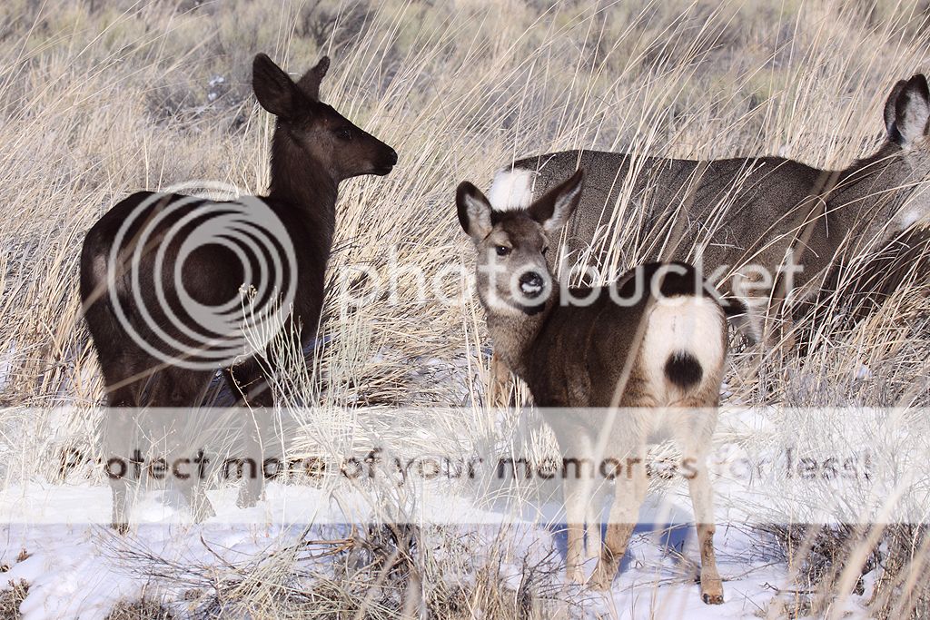 Black Mule Deer Doe Revisited... - 24hourcampfire