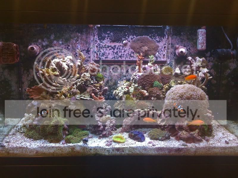 Red sea pro coral program - Reef Central Online Community