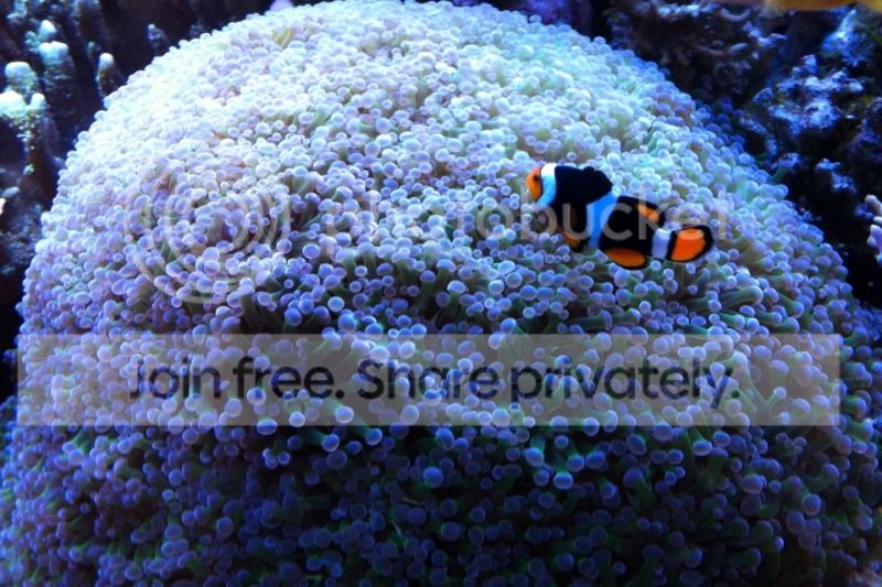 Red sea pro coral program - Reef Central Online Community
