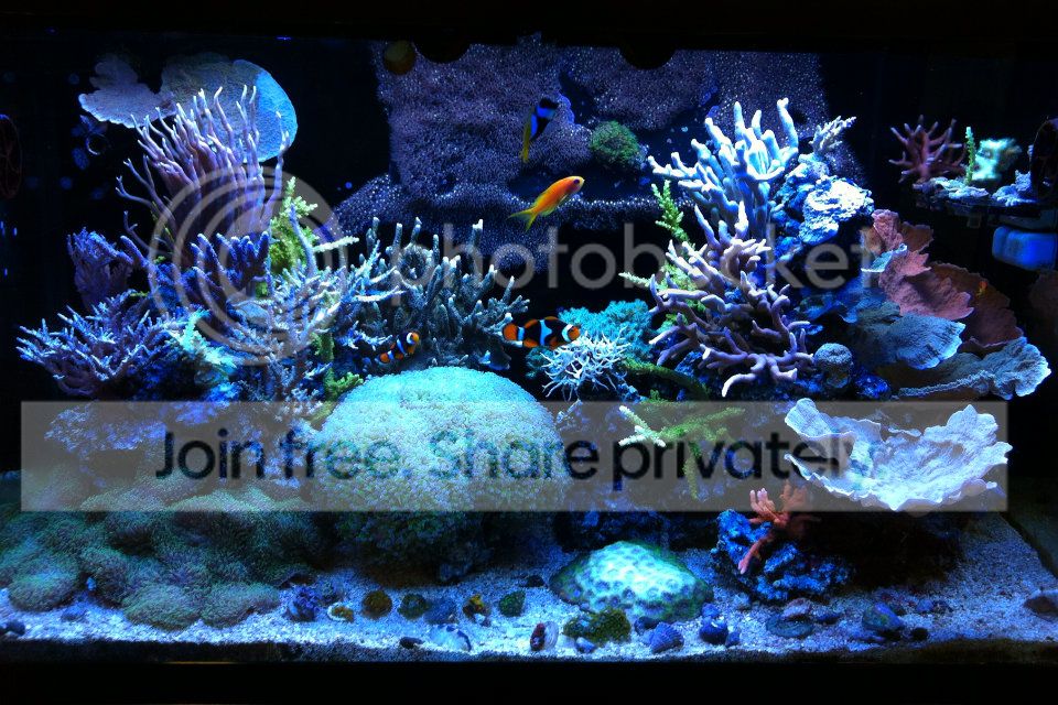 Red sea pro coral program - Reef Central Online Community